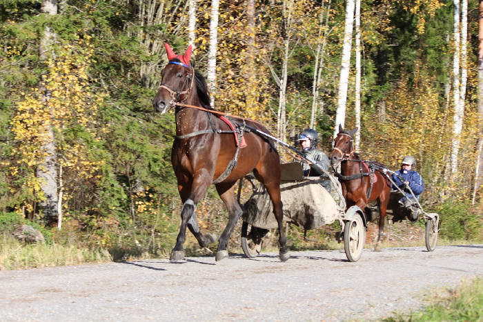 Kuvia-Bilder :: Ravitalli-brobacka-stable